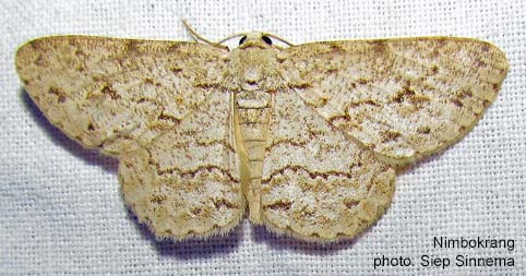Papua Insects Foundation (Lepidoptera/Geometridae(Ennominae)/Ectropis ...
